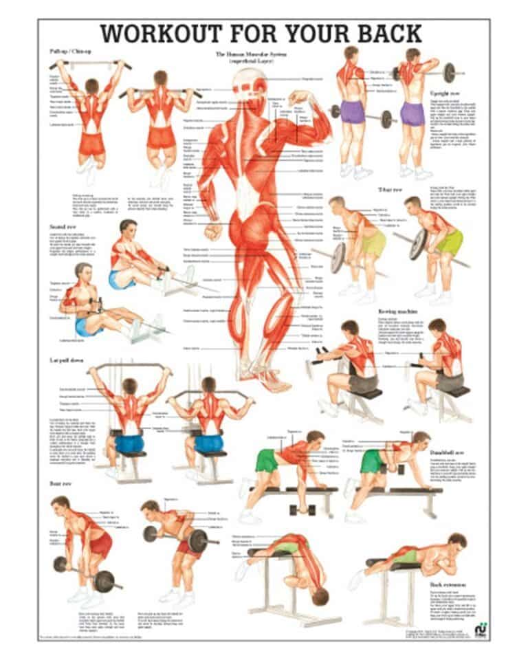Workout For Your Back Anatomical Chart - Osta International