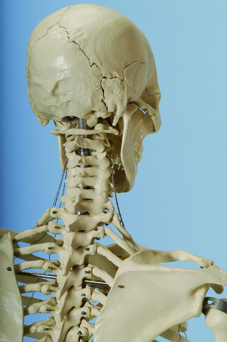 Category: Plastic Bone - Osta International