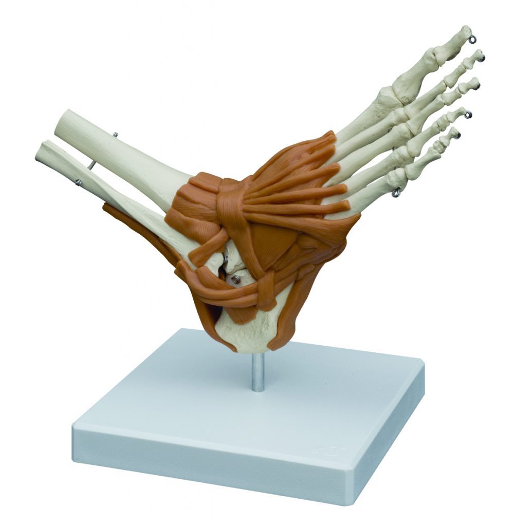 Foot and Ankle Joint with Ligaments - Osta International