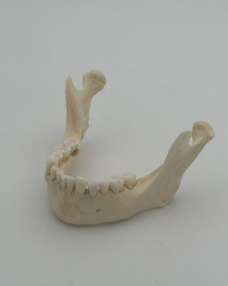 Natural Adult Mandible Full Dentition - Osta International