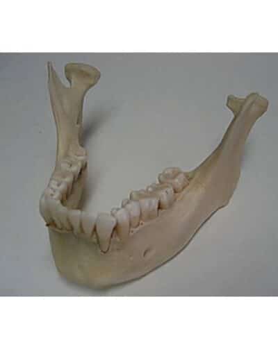 Natural Adult Mandible Full Dentition - Osta International