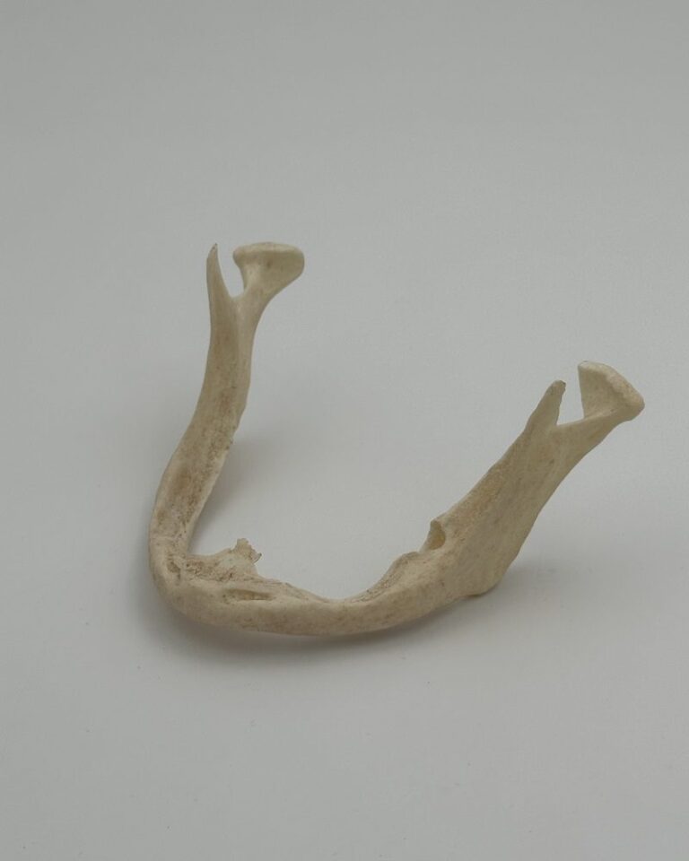 Edentulous Mandible - Osta International