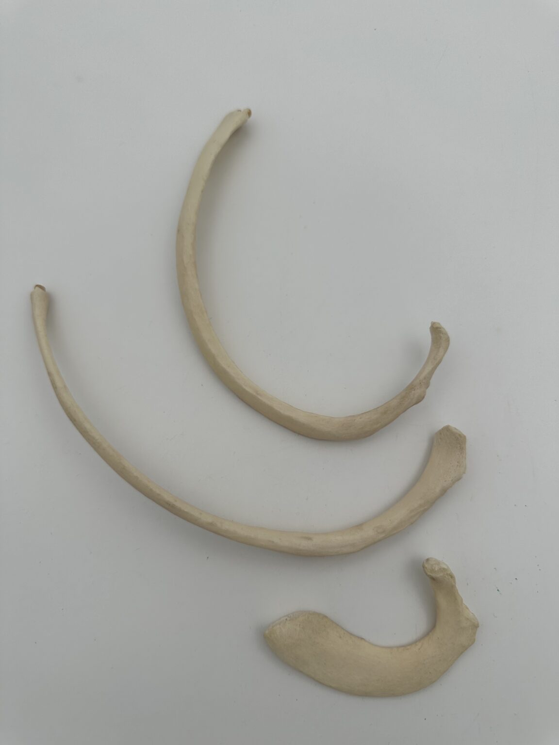 Individual Ribs - Osta International