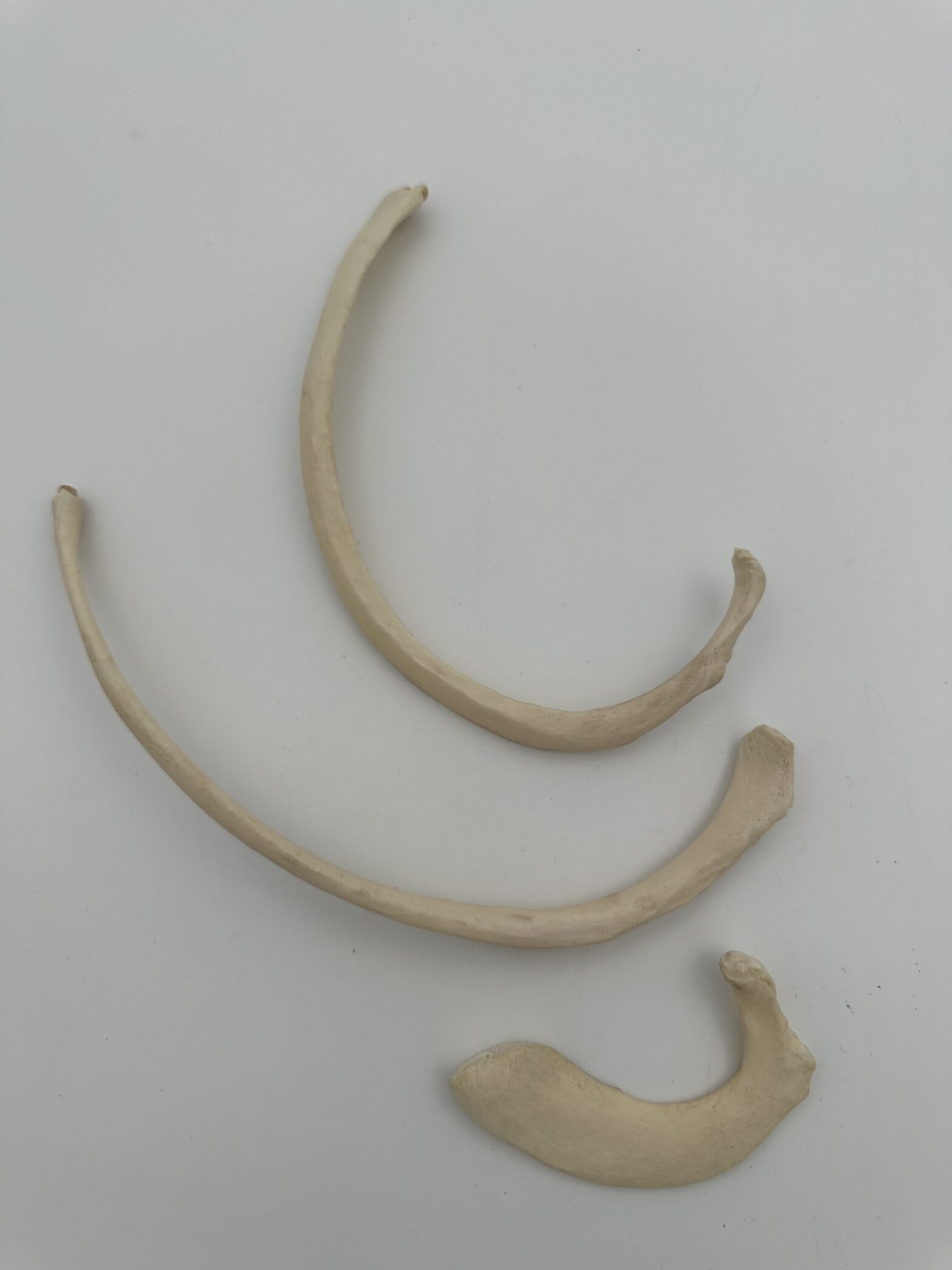 Individual Ribs - Osta International