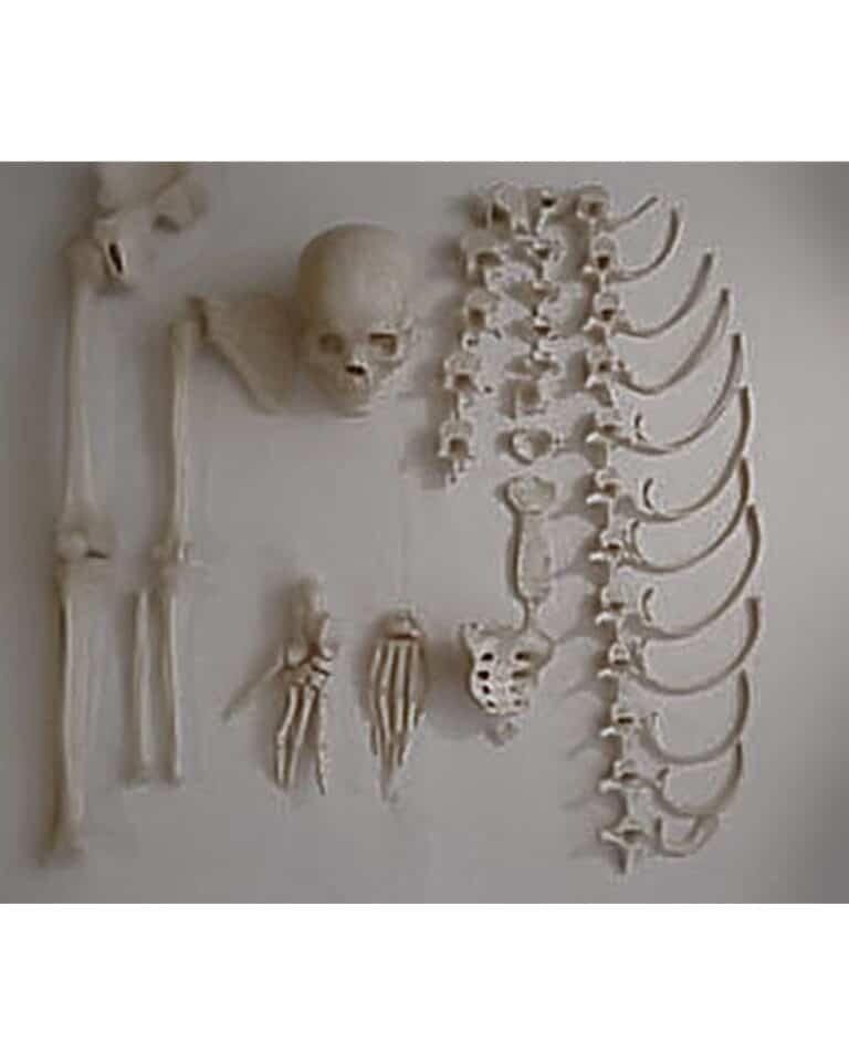 Real Human Disarticulated Skeleton - Osta International