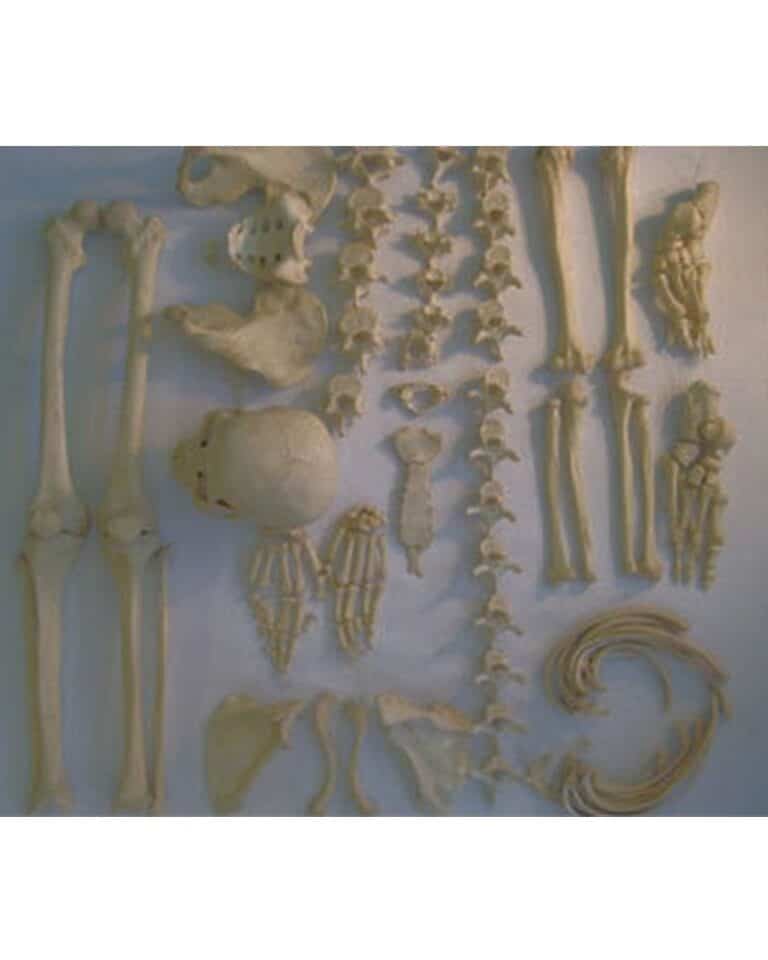 Real Human Disarticulated Skeleton - Osta International