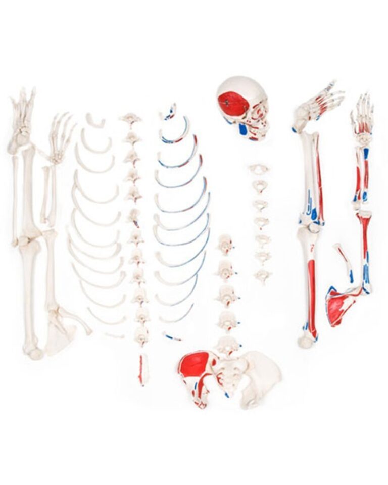Real Human Disarticulated Skeleton Top Quality with Muscle Painting ...