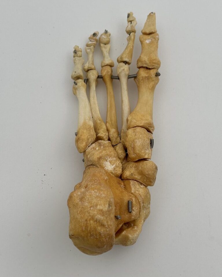 Foot Skeleton - Osta International