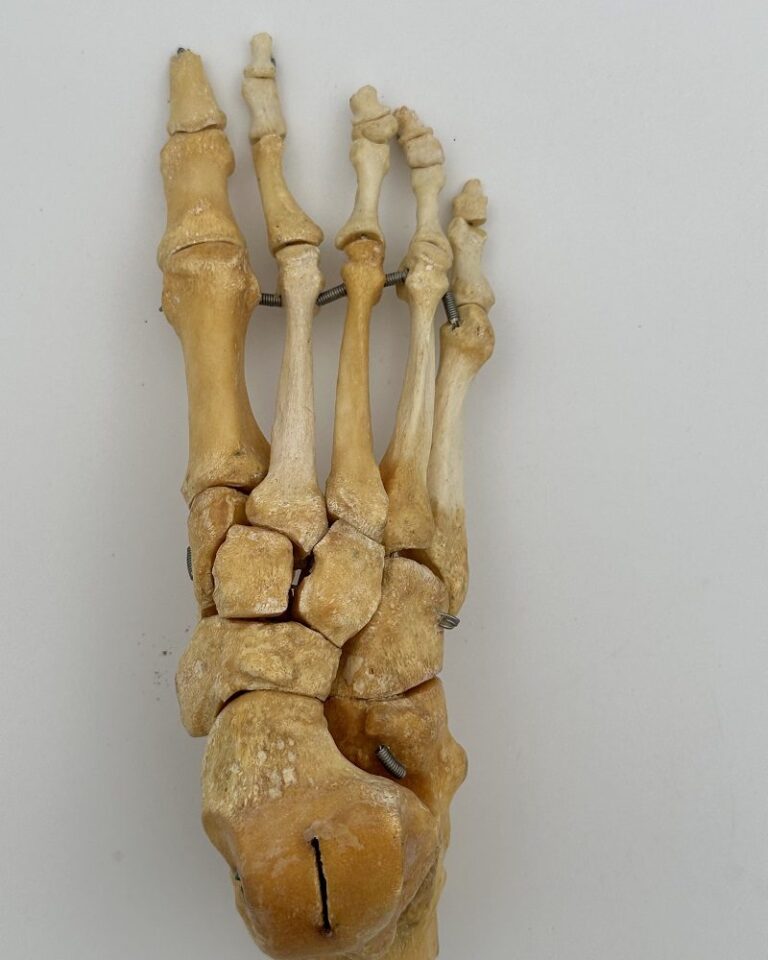 Foot Skeleton - Osta International