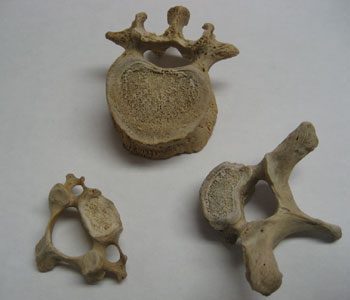 Category: Individual Bones - Osta International