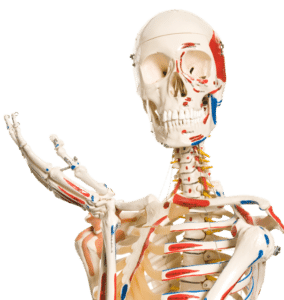 Osta International - Specializing in Anatomy Since 1974
