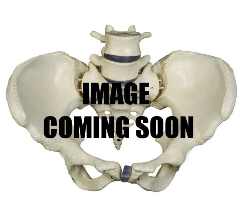 Mini Pelvic - Osta International