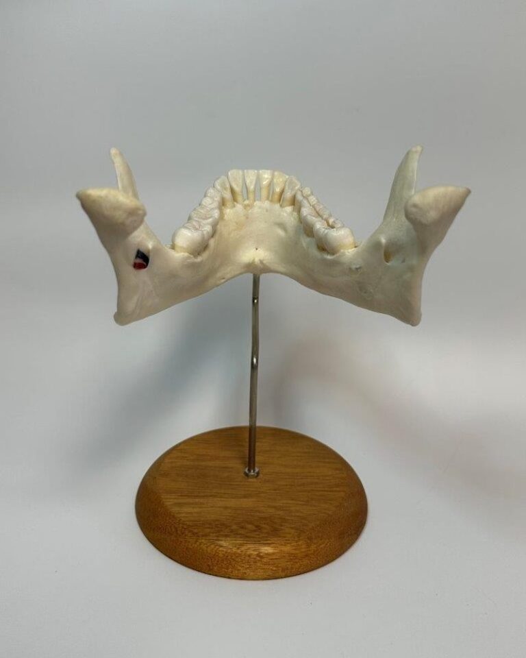 Adult Mandible on Stand - Osta International