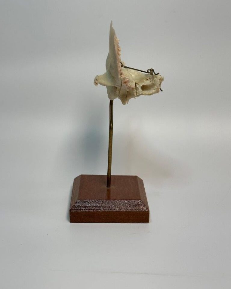 Right temporal Bone on Stand - Osta International