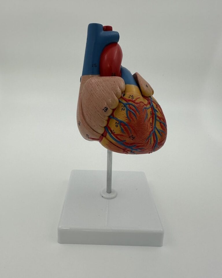 Human Heart Model (2 Part) - Osta International