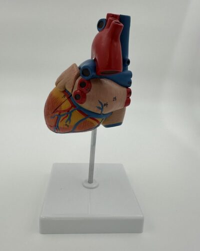 Human Heart Model (2 Part) - Osta International