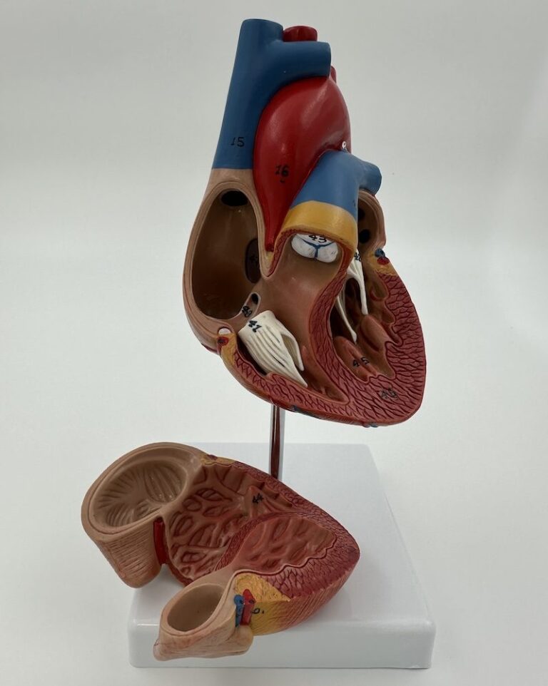 Human Heart Model (2 Part) - Osta International
