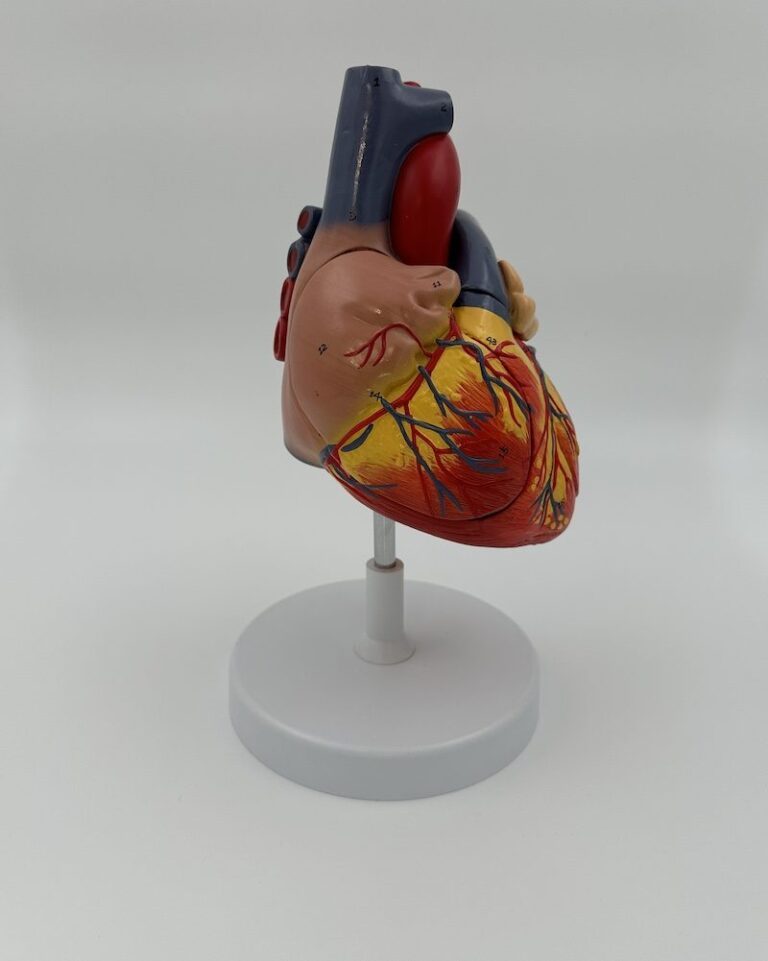 Human Heart Model (4 Part) - Osta International