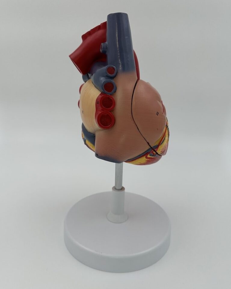 Human Heart Model (4 Part) - Osta International