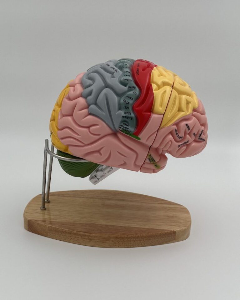 Human Brain Model (4 Parts) - Osta International