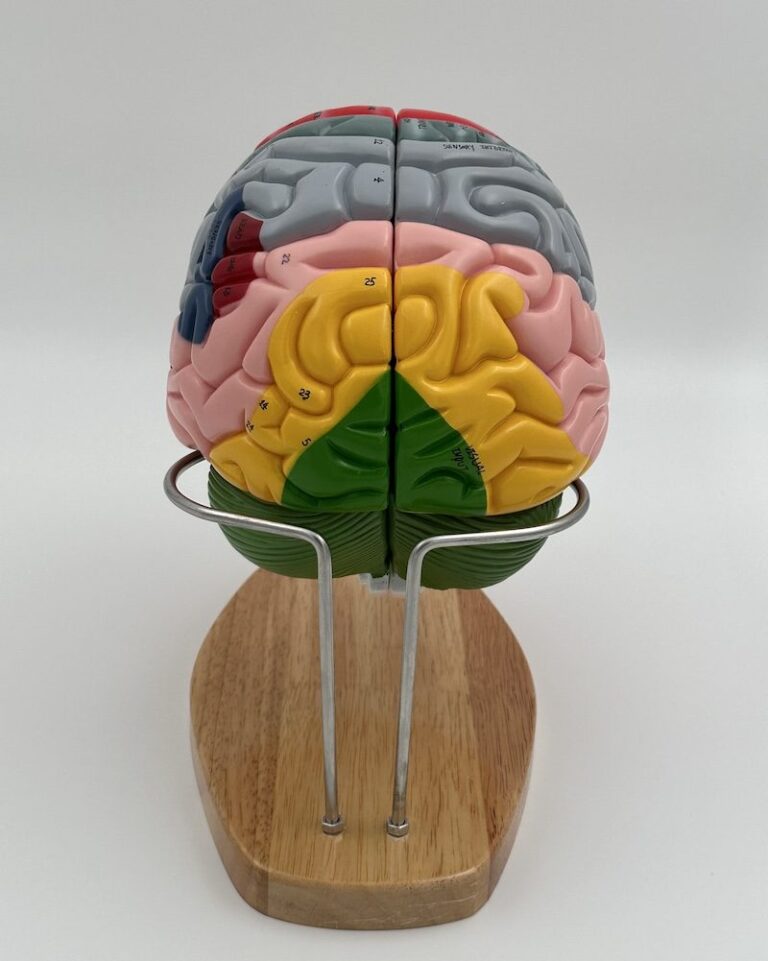 Human Brain Model (4 Parts) - Osta International