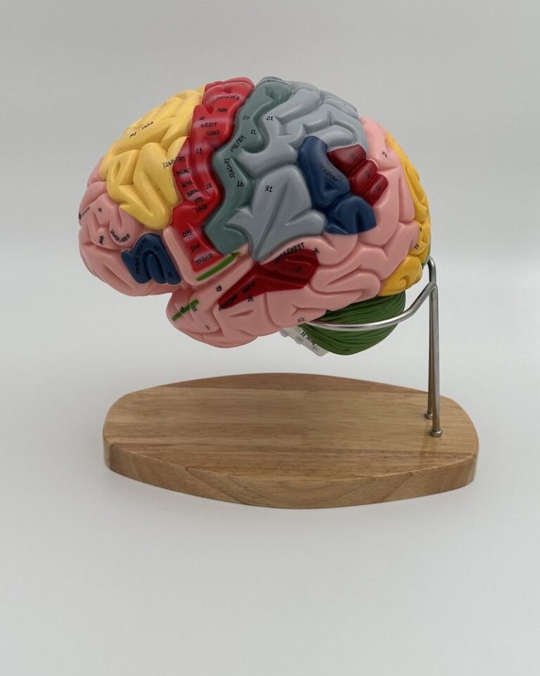 Human Brain Model (4 Parts) - Osta International