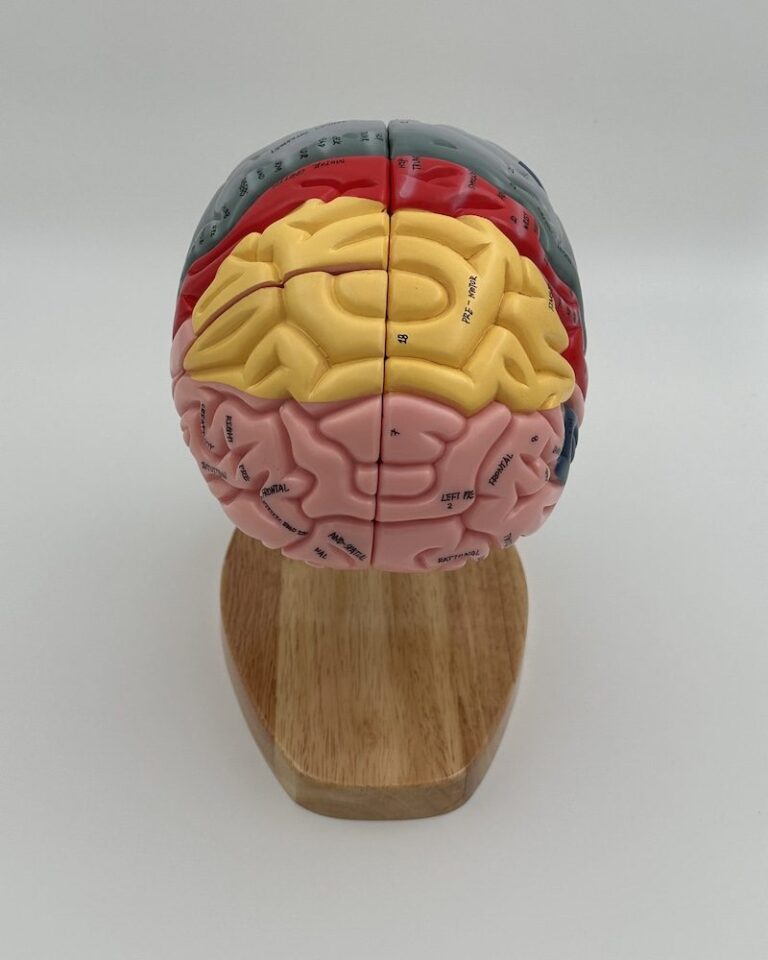 Human Brain Model (4 Parts) - Osta International