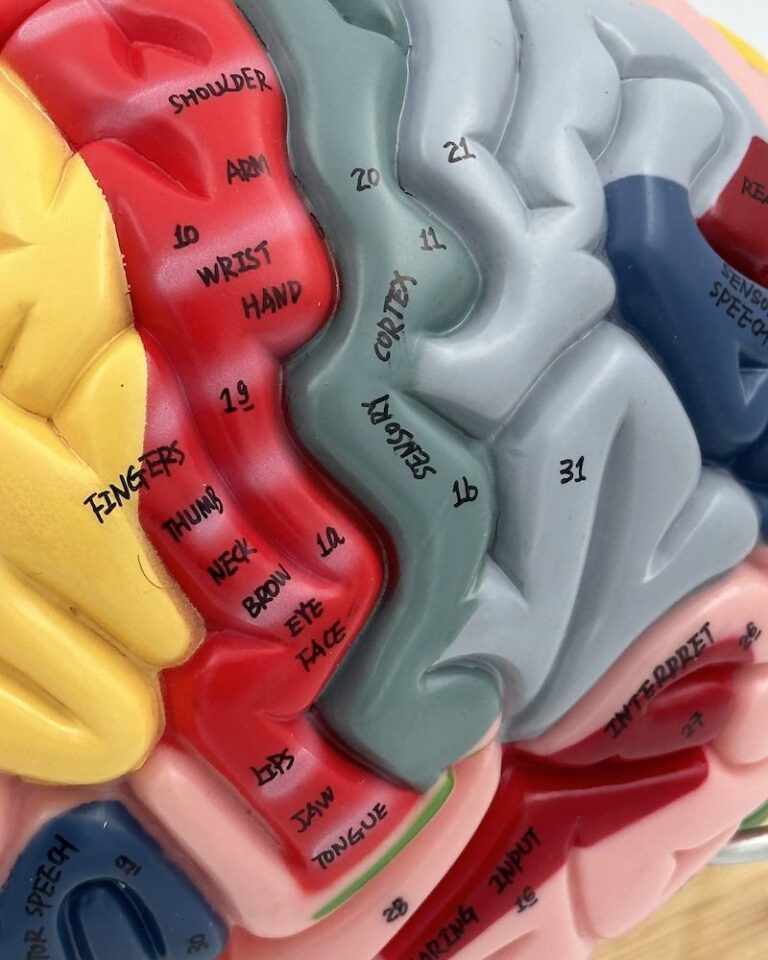 Human Brain Model (4 Parts) - Osta International